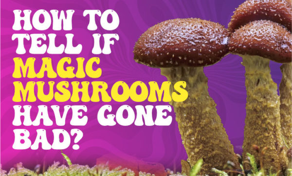 Do Shrooms Go Bad? - Where's Shrooms