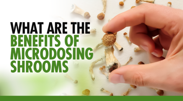 Microdosing Shrooms Everything You Need To Know Wheres Shrooms