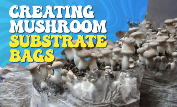 Choosing The Perfect Mushroom Substrate - Where's Shrooms