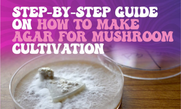 The Essential Guide On How To Make Agar For Mushroom Cultivation ...