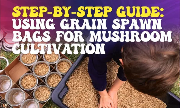 Quality Grain Spawn Bags: Top Picks And Guide For 2023 - Where's Shrooms