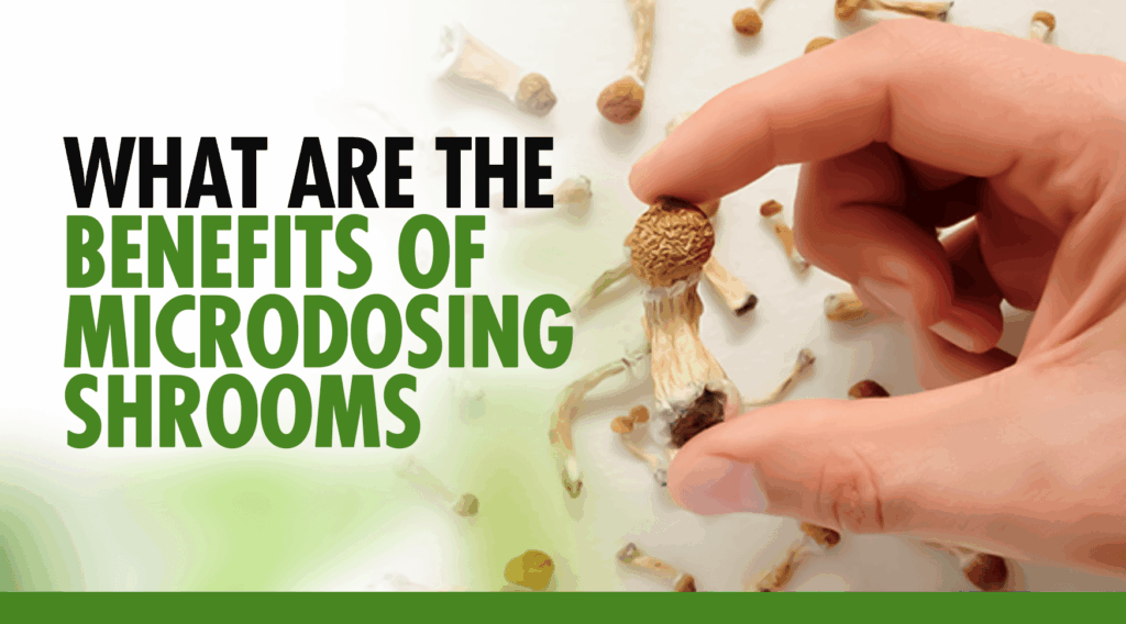 Microdosing Shrooms - Everything You Need To Know - Where's Shrooms